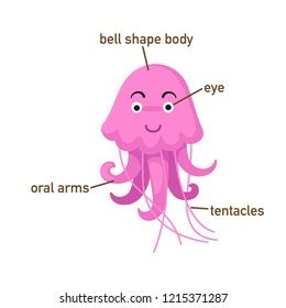 Diagram Showing Body Part Octopus Stock Vector Royalty Free