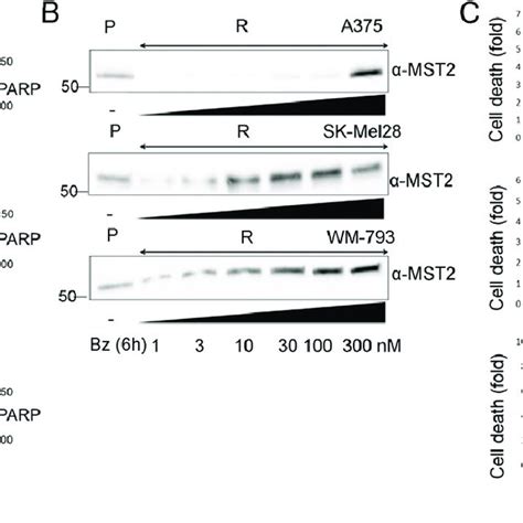 Bortezomib Induce Apoptosis In Plx4032 Resistant Cells In An Mst2