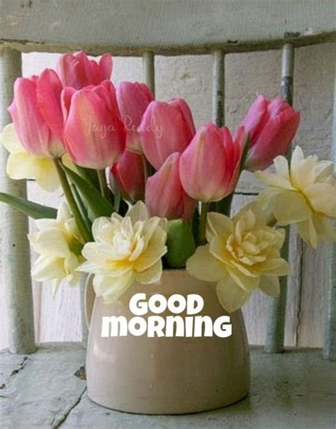 35 Good Morning Tulips Images Good Morning Wishes