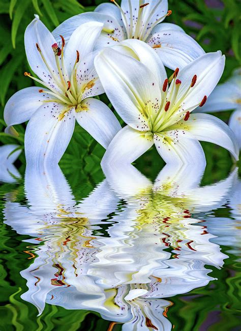 Show Girls Reflection Photograph By Steve Harrington Fine Art America