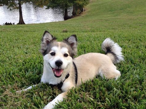 Siberian Husky Corgi Mix