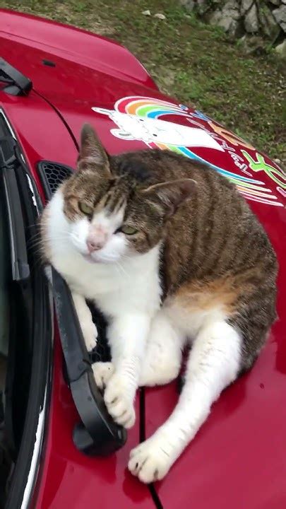 車の上で休んでいる猫 차 위에서 쉬고있는 뚱냥이 猫 고양이 Youtube
