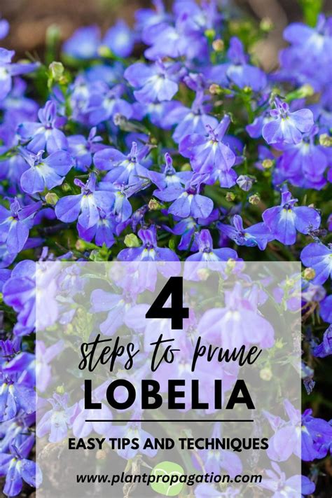 Penstemon Pruning Guide When And How To Prune For Stunning Flowers Artofit