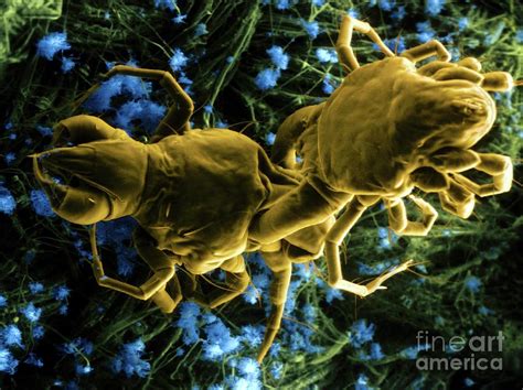 Predatory Mites Attacking Each Other By Science Photo Library