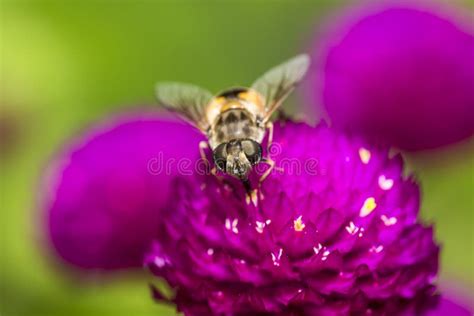 Hover Fly On Red Flower Stock Image Image Of Hoverflies 34045677