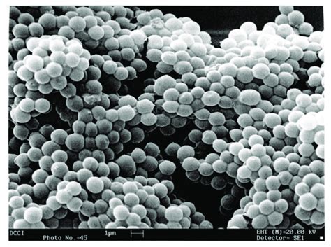 Sem Analyses Of Cp1 Download Scientific Diagram