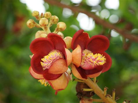 Beautiful Exotic Flowers