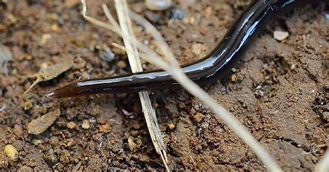 Some Macro Shots Album On Imgur