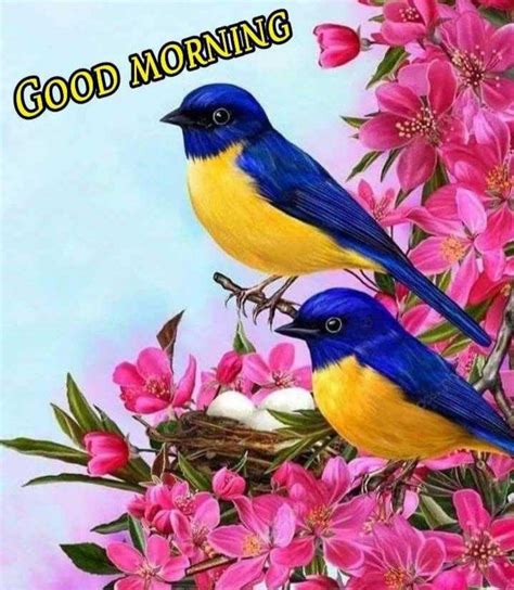 Top 999 Good Morning Images With Birds And Flowers Amazing