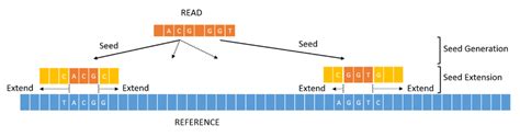 1 bwa mem seed and extend paradigm illustrated from [4] download
