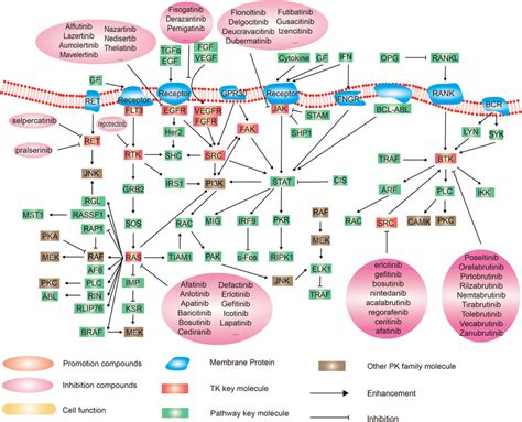 Schematic Diagram Of Protein Phosphorylation Signaling Pathway Of Download Scientific Diagram