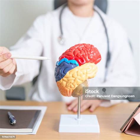 인간의 뇌 해부학 모델과 태블릿을 가진 의사 세계 뇌종양의 날 뇌졸증 치매 알츠하이머 파킨슨병 및 세계 정신 건강 개념 사람 뇌에 대한 스톡 사진 및 기타 이미지 Istock