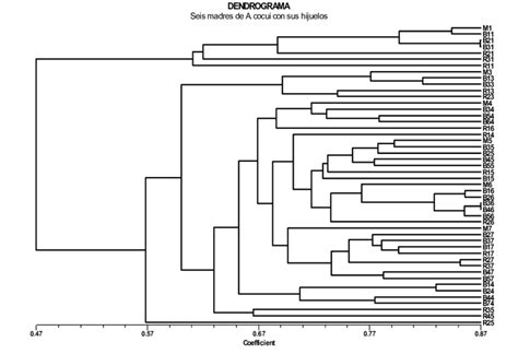 Dendrogram Showing Genetic Differences Between Mother M Plants And Download Scientific