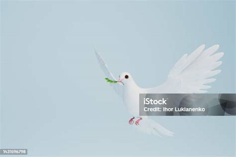 푸른 배경에 부리에 올리브 가지가있는 평화의 하얀 비둘기 복사 붙여 넣기 복사 공간 3d 렌더링 교회에 대한 스톡 사진 및 기타 이미지 Istock