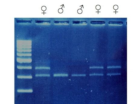 How To DNA Sex Birds Te Papas Blog