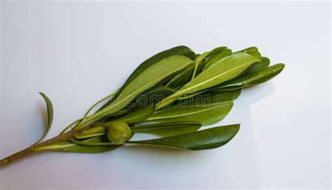 Green Grass On A Light Background Close Up Modern Nice Flower Decor