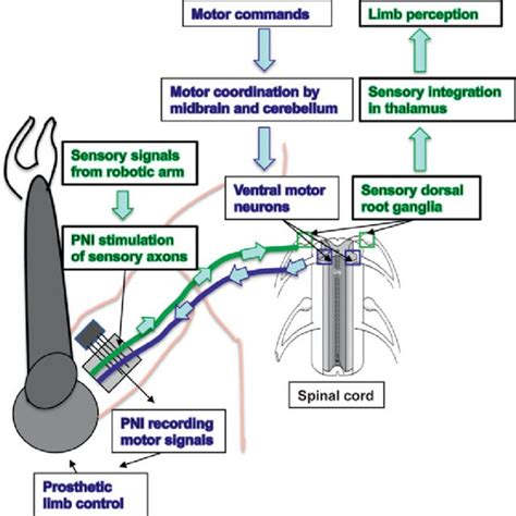 Distribution Of The Different Types Of Peripheral Nerve Interface