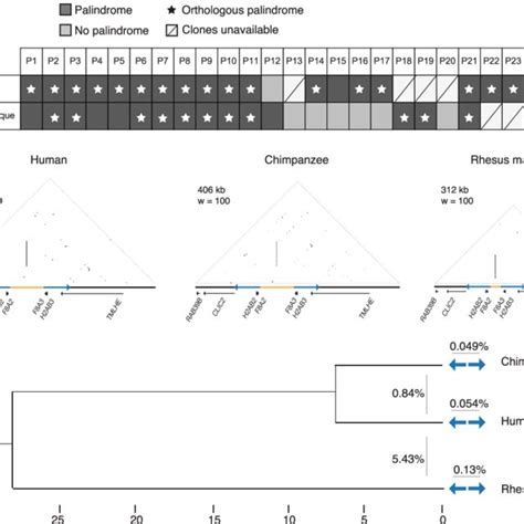 Conservation Of X Chromosome Palindromes Across Primates A