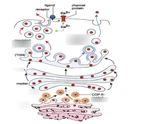 The Bimolecular Leaflet Or Unit Membrane Diagram Quizlet