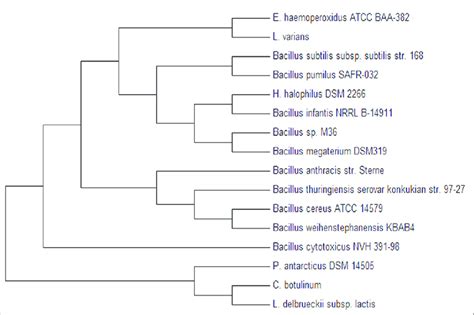 Maximum Composite Likelihood Tree Showing The Phylogenetic Position Of