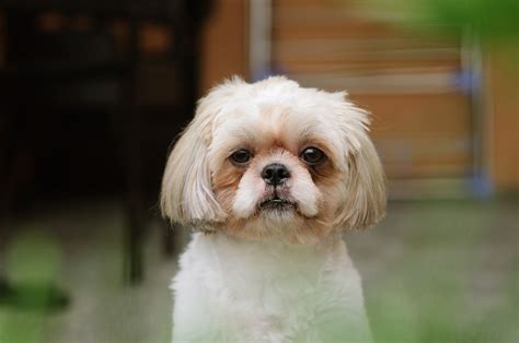 Womens House Is Torched After The 40 Year Old Was ‘filmed Having