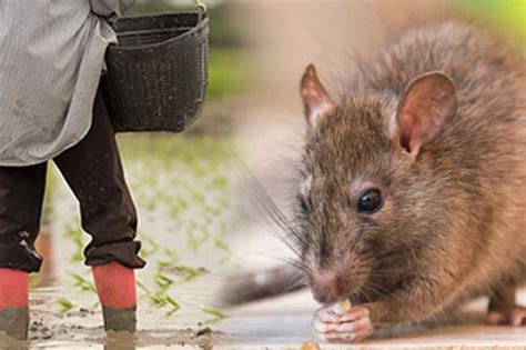 මී උණ රෝගීන්ගේ සීඝ්‍ර වර්ධනයක්