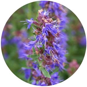 Hyssop Hyssopus Officinalis L Essential Oil Plants Power E Store