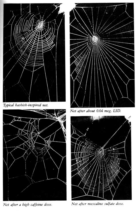 Spiders On Different Drugs Spin Different Types Of Web Patterns Core