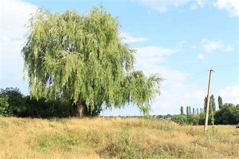 Premium Photo A Tree In A Field