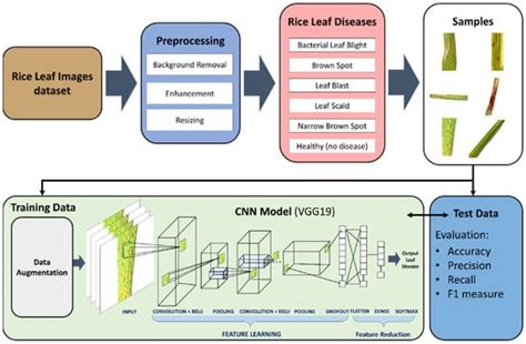 Deep Learning Utilization In Agriculture Detection Of Rice Plant
