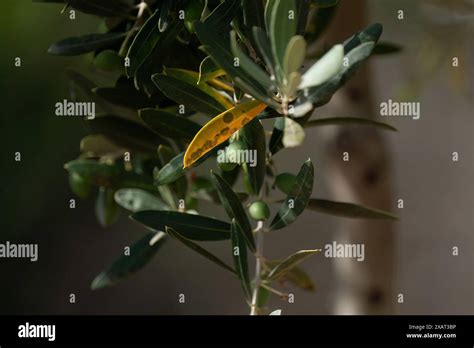 Disease In The Olive Tree Olive Leaf Spot Is A Fungus With The