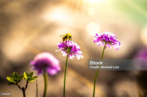 행복한 노란 산 꿀벌은 오후에 아름다운 청록색 꽃에서 꿀을 마 십니다 소라피스 호수 돌로미티 벨루노 이탈리아 유럽 0명에 대한 스톡 사진 및 기타 이미지 Istock