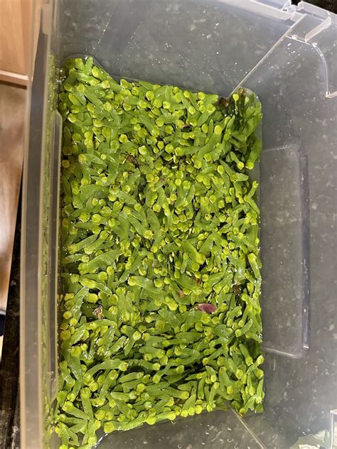 Hooman Pegahmehr Ms On Linkedin Acercampestre Europeanmaple