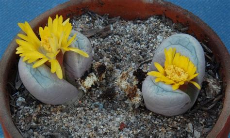 Lithops Meyeri Lithops Plants Garden Lithops Meyeri Lithops Plants Garden
