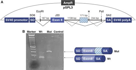 Exon Trapping Of The En1010 Variant A The Pspl3 Vector Contains