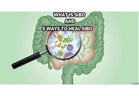 How To Have A Healthy Life What Is Sibo And 5 Ways To Heal Sibo