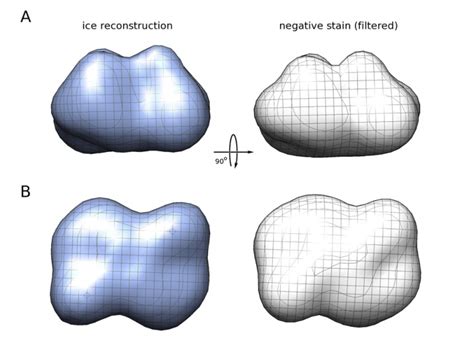 Figure S5 Cryo ­‐em Reconstruction Corresponds To Negative Stain Download Scientific Diagram