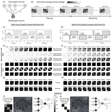 Spike Based Unsupervised Learning Using Mos2 Synapses A Schematic Of