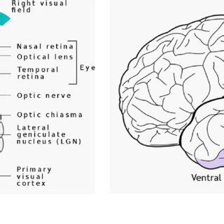 Visual Information Mapping In Human Brain Visual Cortex A Shows How Download Scientific