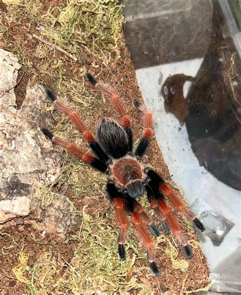 Any Idea What Sex My Obt Is I Know Vent Sexing Isnt 100 Just