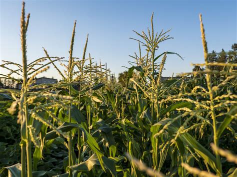Evaluation Of In Row Weed Cultivators In Organic Soybeans And Corn