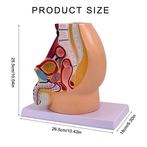 Male Pelvic Anatomy Model Classroom Teaching Tool Anatomical Male