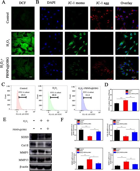 Dual Dynamic Bond Cross Linked Injectable Hydrogel Of Multifunction For Intervertebral Disc