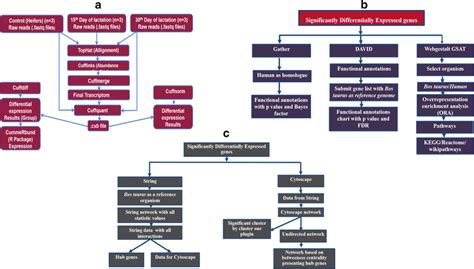 Workflow Of RNA Seq Data Analysis Identification Of The Significantly Download Scientific