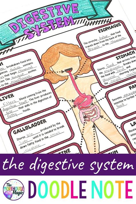 The Digestive System Doodle Notes Science Doodle Notes Science Doodles Doodle Notes Science