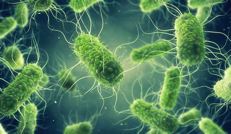 Salmonella What Is Symptoms Diagnosis Treatment And Prevention