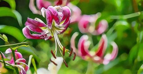 Stargazer Lily Flower Meaning And Symbolism Whenyougarden Com