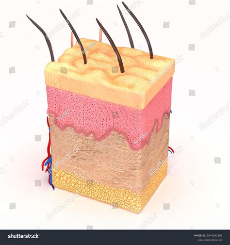 Human Epithelium Dermis Subcutaneous Hypodermis Subcutaneous Stock