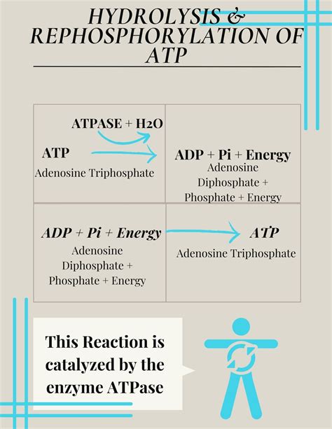 Adenosine Triphosphate Energy