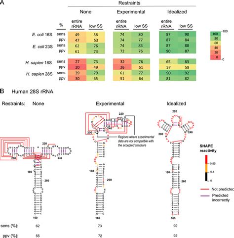 Shape Probing Reveals Human Ribosomal Rnas Are Largely Unfolded In